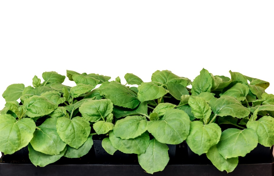 Leaf Expression Systems: How Harnessing the Power of Plants is Changing ...