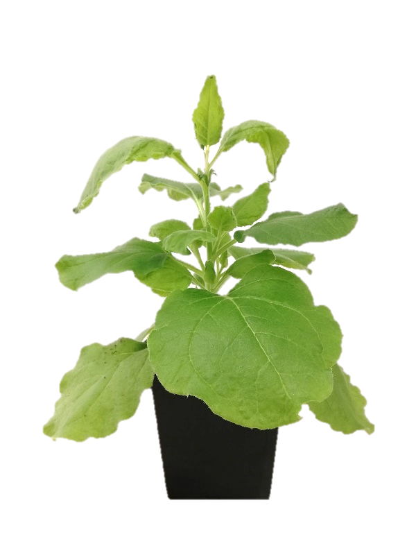 Leaf Expression Systems: How Harnessing the Power of Plants is Changing ...