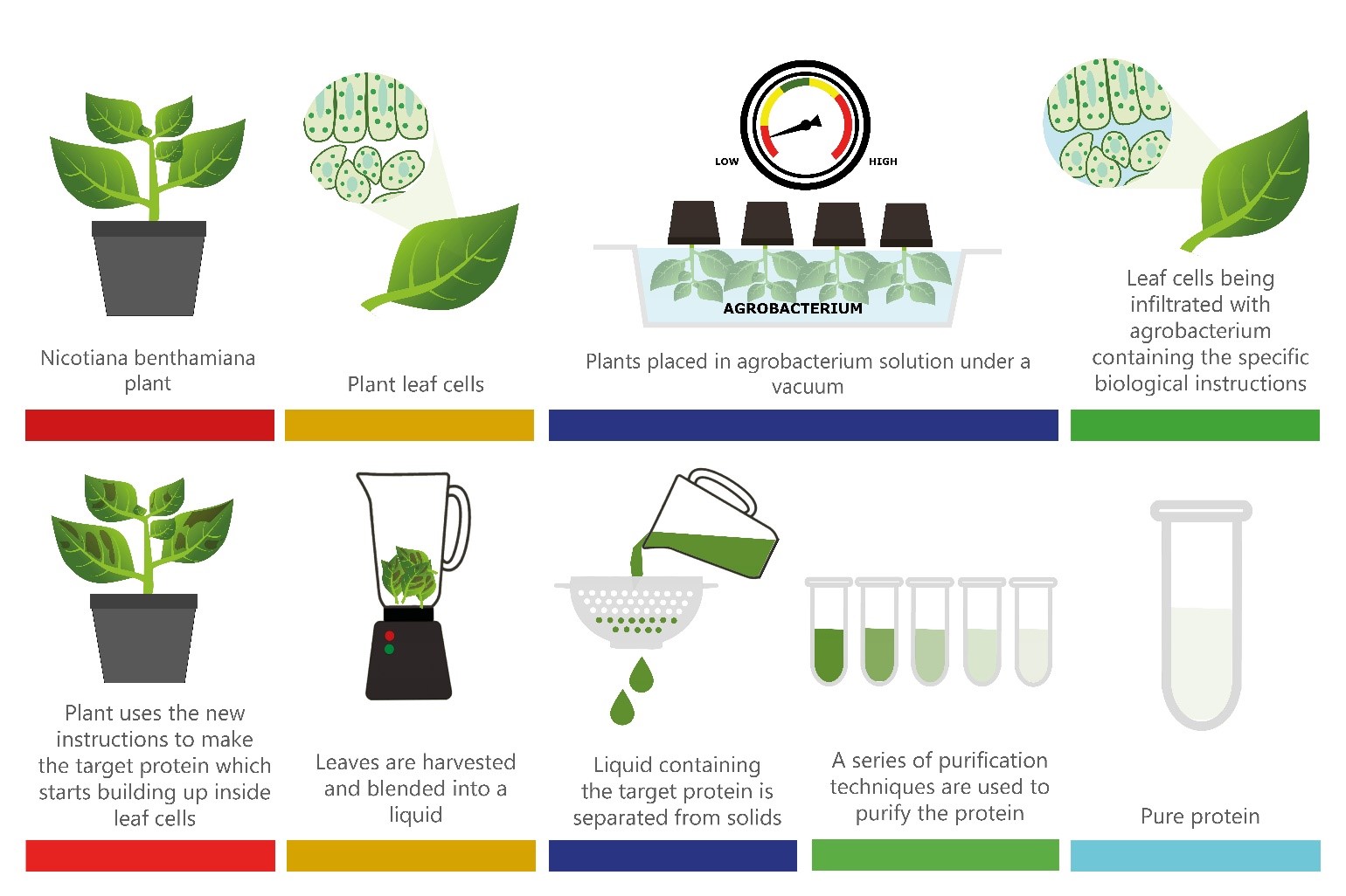 Leaf Expression Systems: How Harnessing the Power of Plants is Changing ...